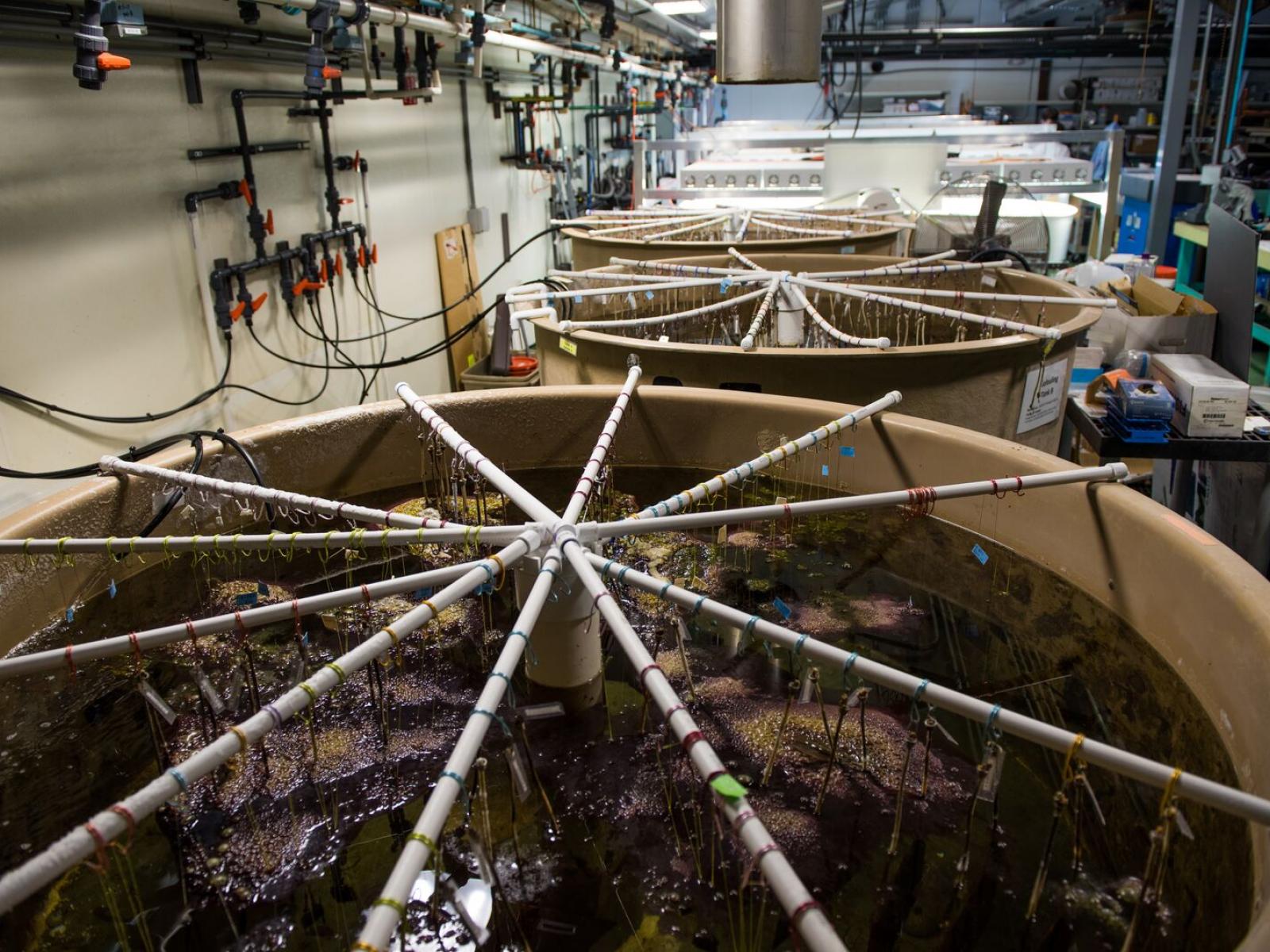 Biofouling/Biocorrosion Mesocosms at PNNL-Sequim | PNNL